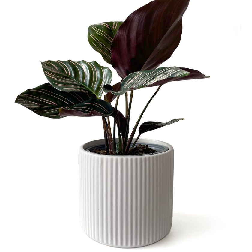 Wild Botanix Florist and Gift Shop | Perth, WA