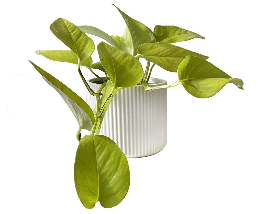 Devils Ivy in White Pot - Wild Botanix Flower and Plant Shop