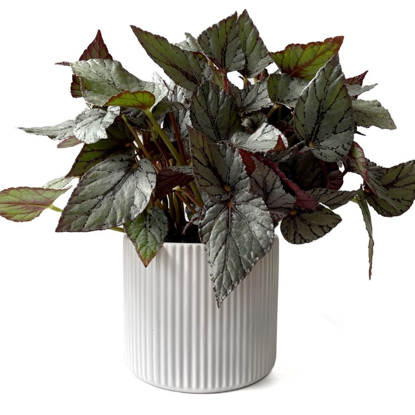 Shop - Wild Botanix Flower and Plant Shop