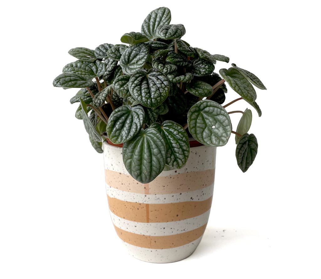 Peperomia in Coloured Pot - Wild Botanix Flower and Plant Shop