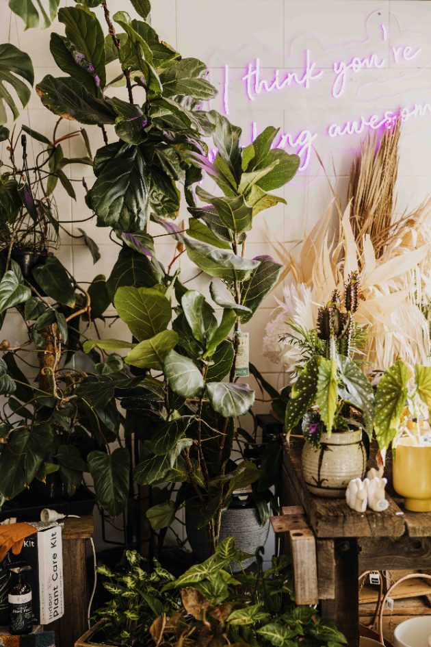 Our Story - Wild Botanix Flower and Plant Shop