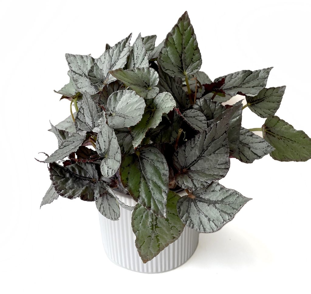 Indoor Plant in White Pot - Wild Botanix Flower and Plant Shop