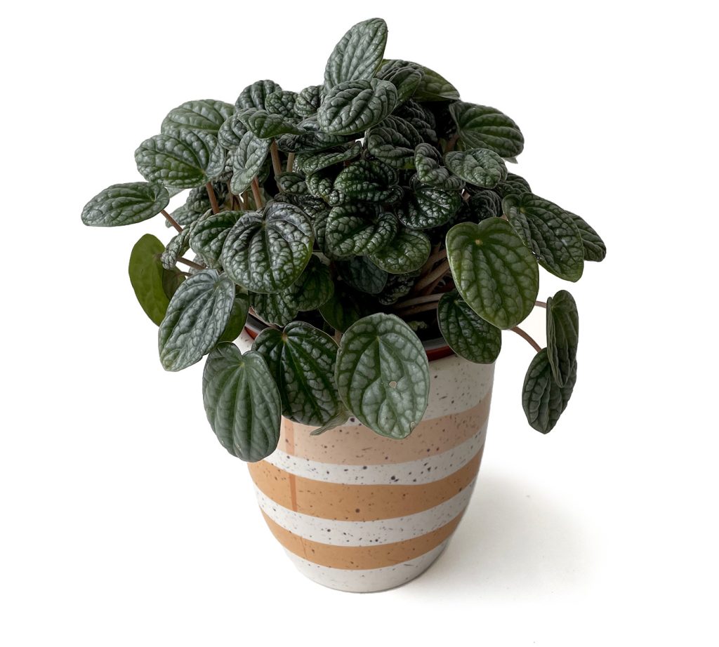Peperomia in Coloured Pot - Wild Botanix Flower and Plant Shop