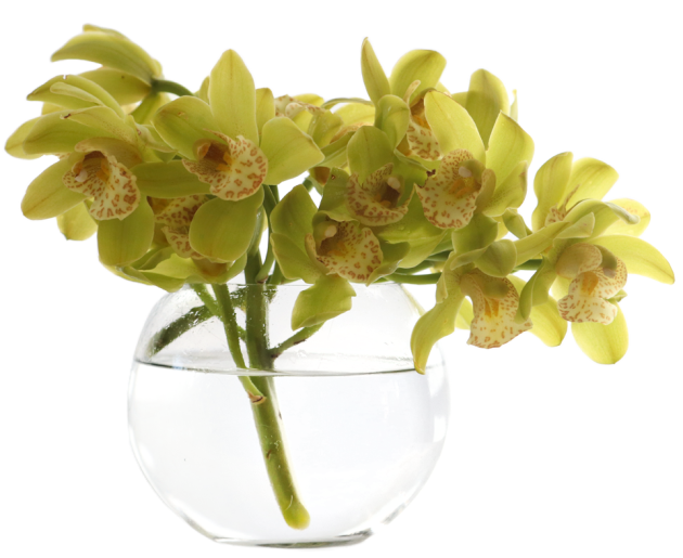 Wild Botanix Florist and Gift Shop | Perth, WA